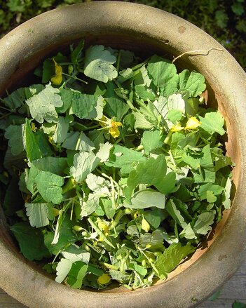 Kräuter Workshop Teil II: Heimische Ritual- und