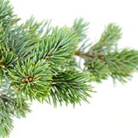 Ätherisches Öl Kiefernadel bestellen