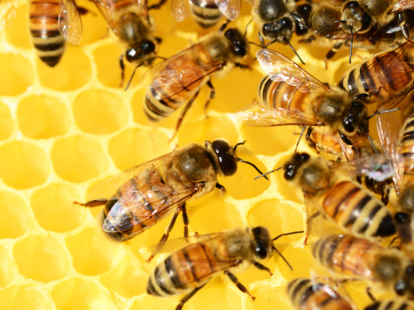 Med, tekuté zlato - SONNENTOR.com