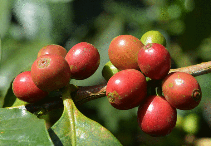 Die Geschichte des Kaffees - SONNENTOR.com