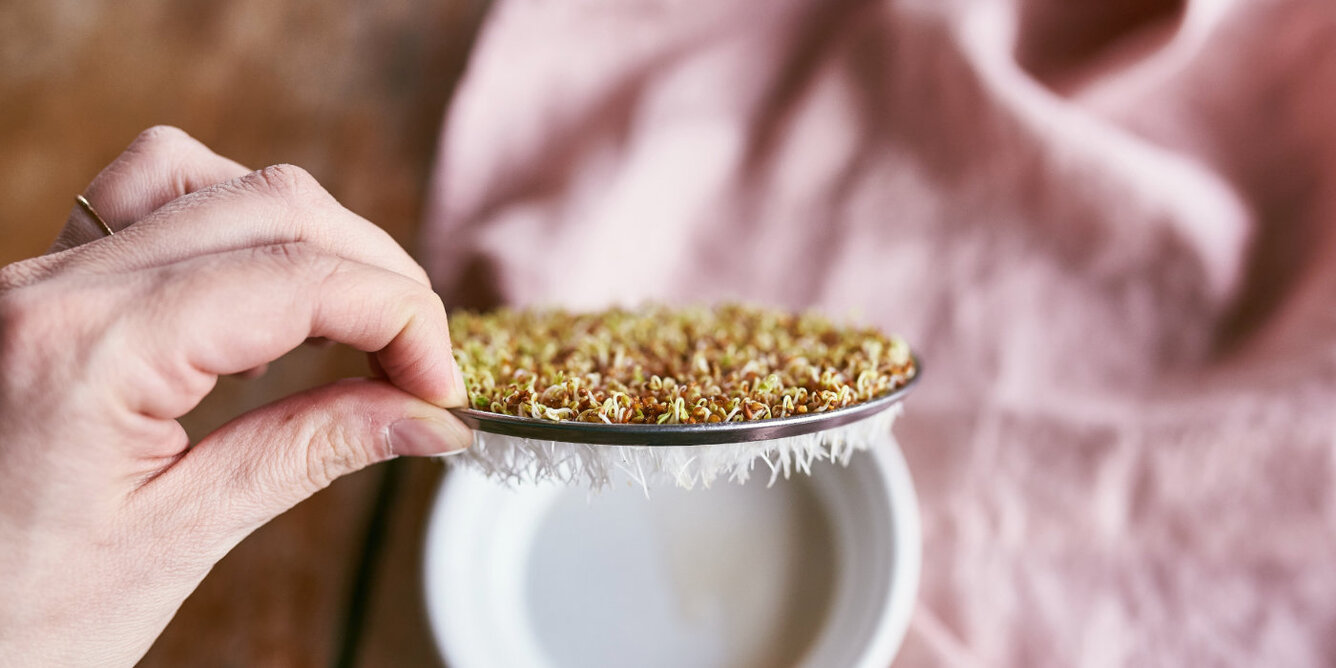 Sprossen und Mikrogrün - SONNENTOR.com